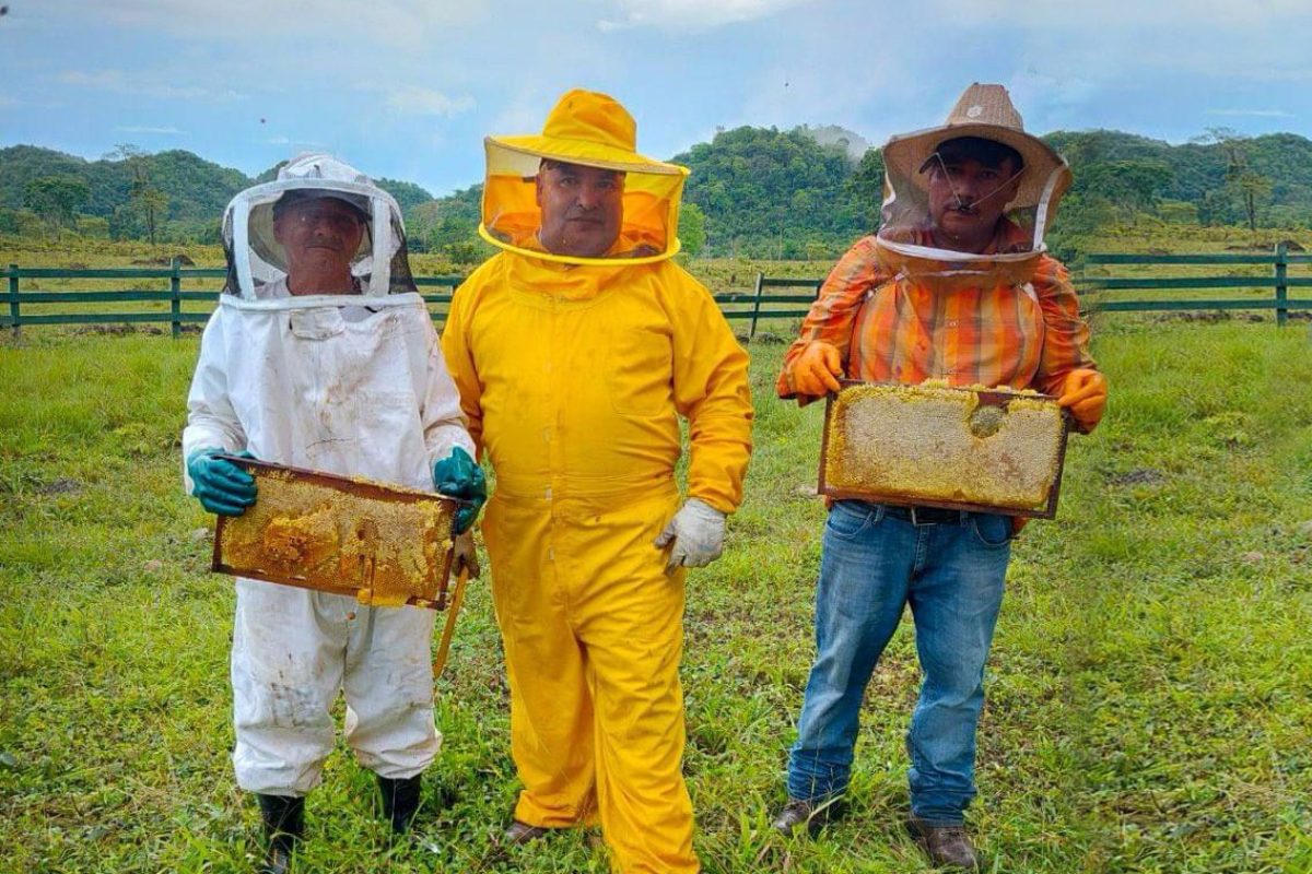 Apicultores de Petén se adaptan al cambio climático – VIPETÉN