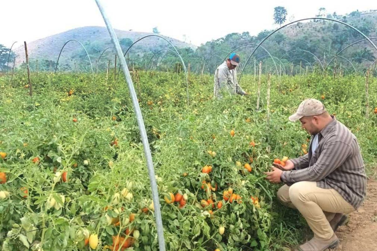 Promueven macro túneles y huertos familiares en Melchor de Mencos – VIPETÉN