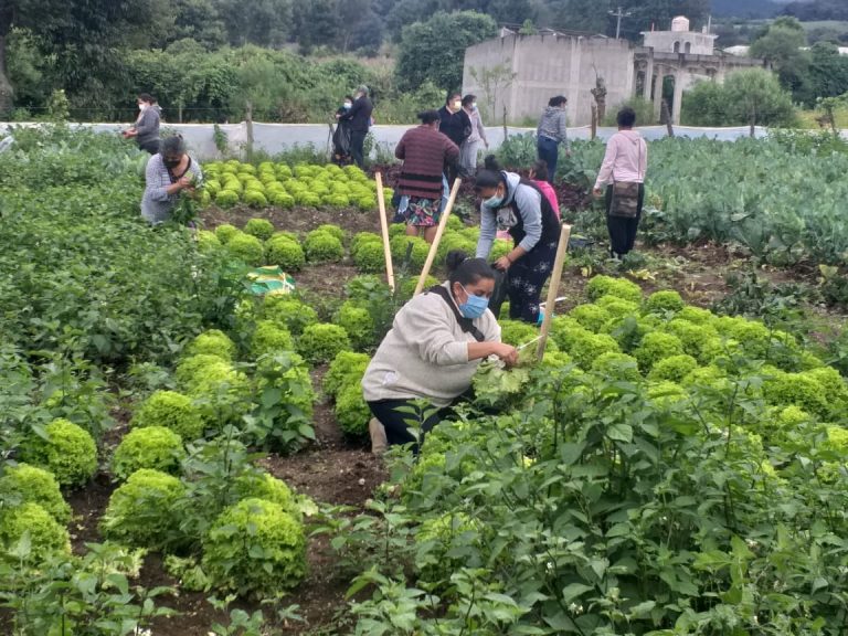 Más acceso y disponibilidad alimentos para familias rurales ...