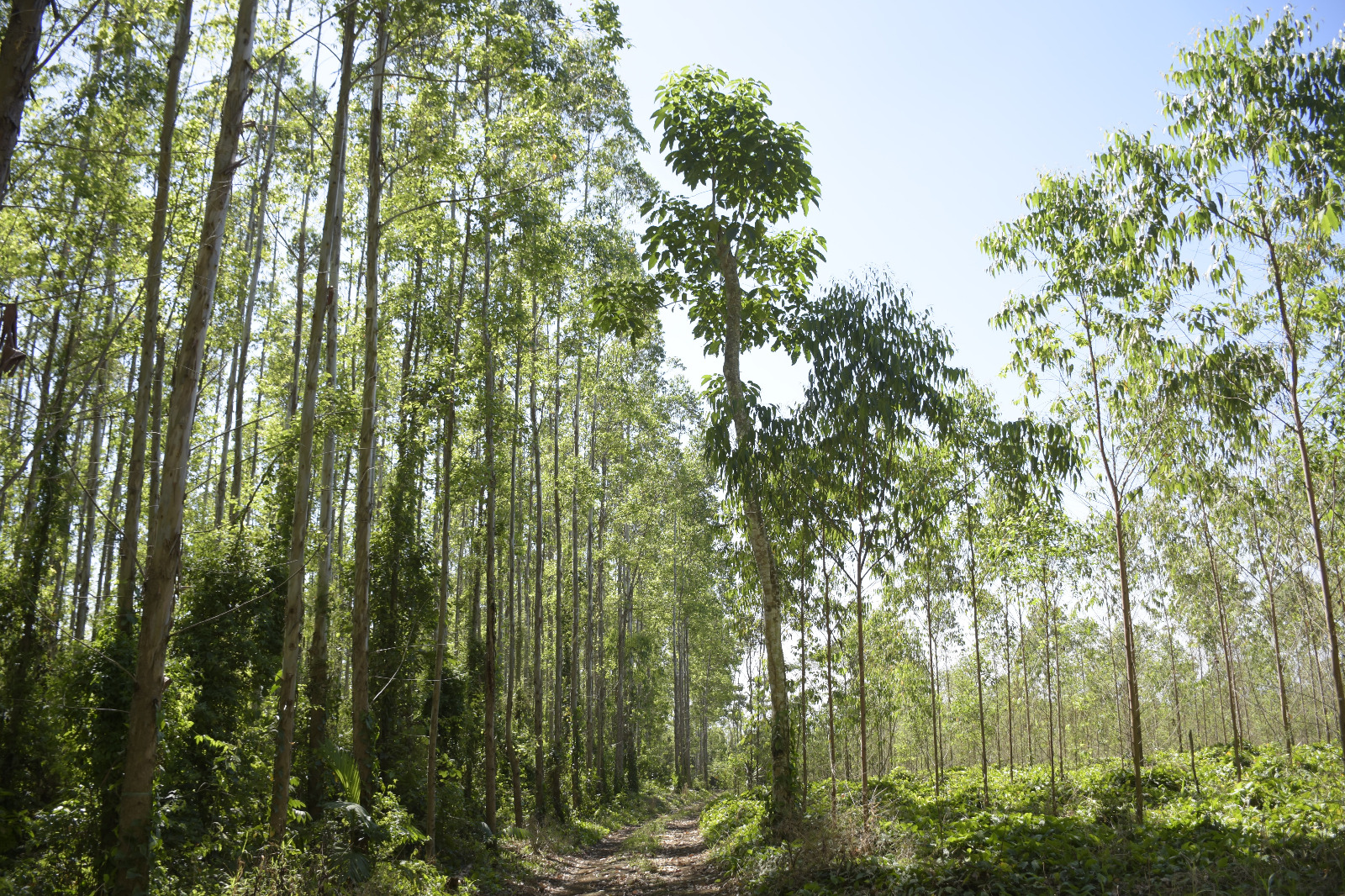 723 mil hectáreas de plantaciones forestales - Ministerio de ...