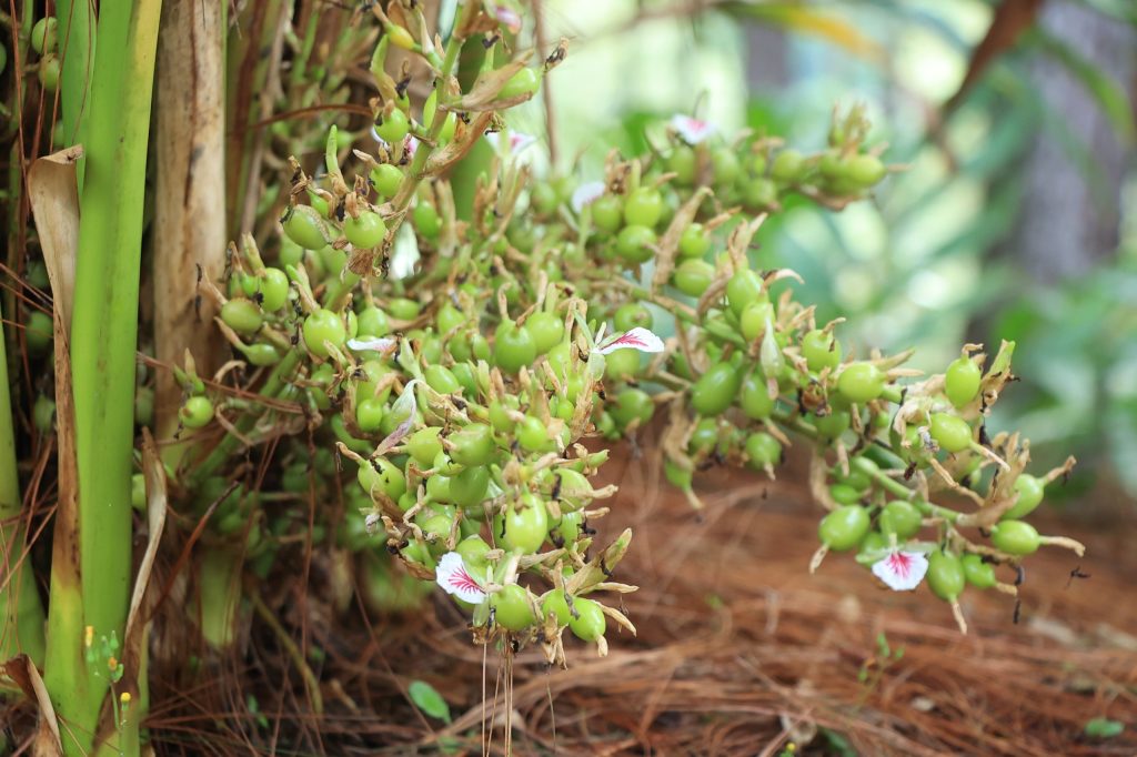 Guatemala es líder en exportación de cardamomo a nivel mundial ...