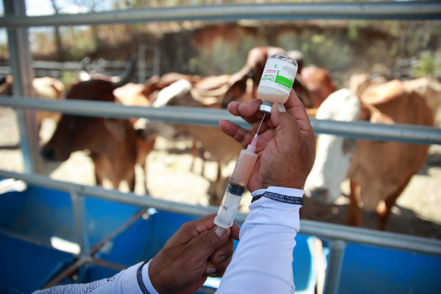 Un total de 5 mil dosis contra la rabia bovina serán aplicadas en Baja ...