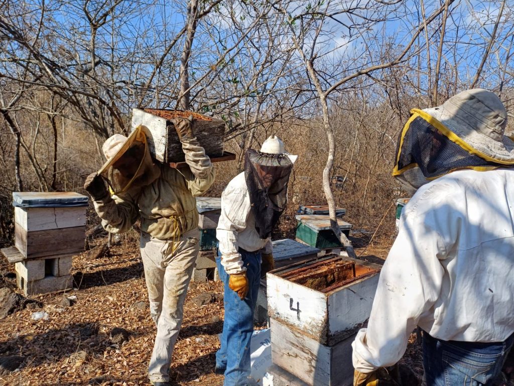Apicultura crece en Chiquimula - Ministerio de Agricultura Ganadería y ...