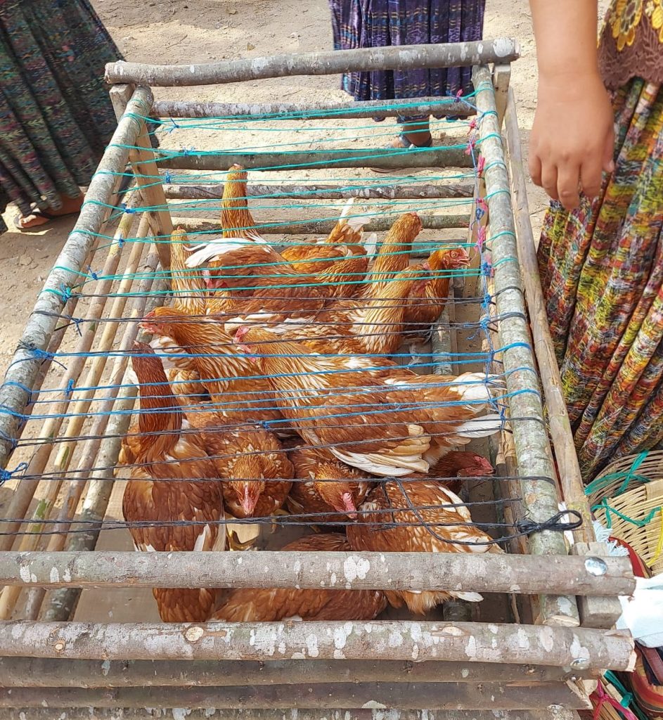 Entregan gallinas ponedoras y equipamiento avícola en Panzós - Ministerio de Agricultura ...