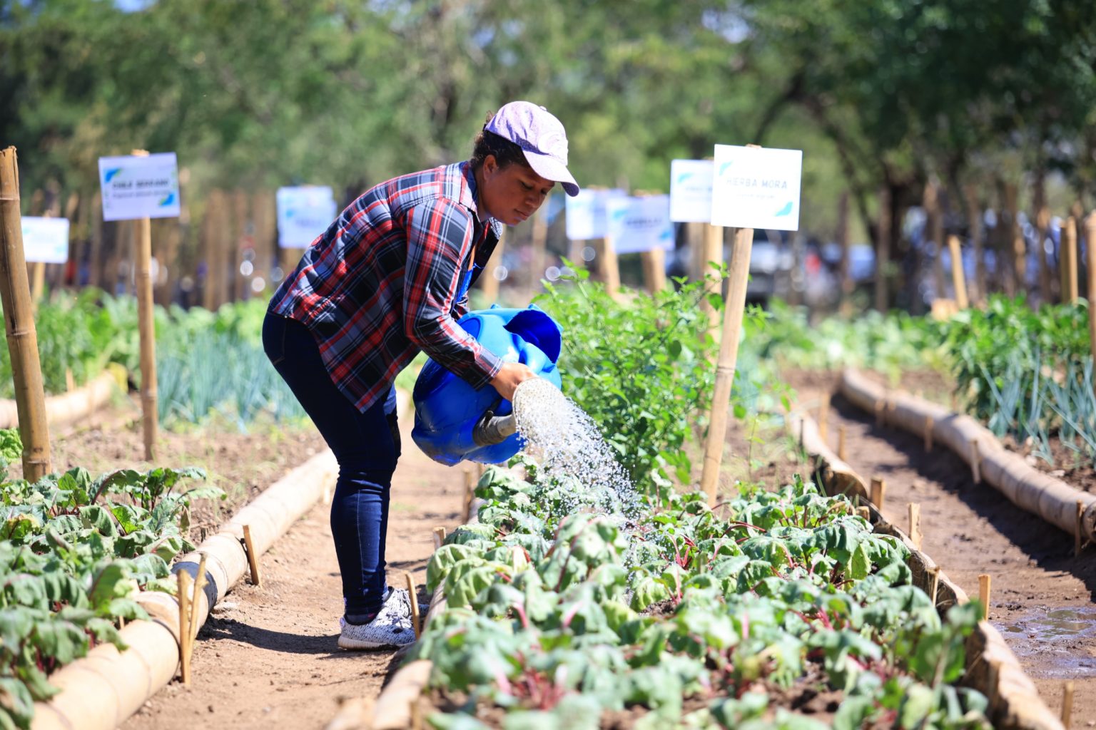 Guatemala agradece apoyo técnico de la FAO - Ministerio de Agricultura ...
