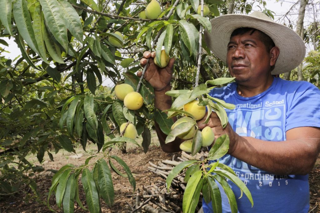 Conozca aspectos importantes sobre las frutas - Ministerio de ...