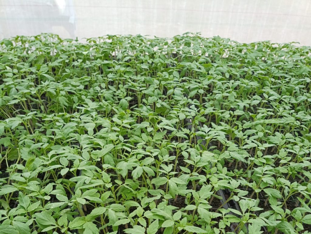 Conozca el procedimiento para obtener pilones de hortalizas en Petén ...