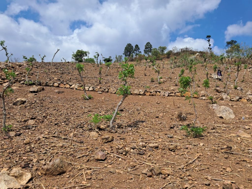 Promueven la conservación de suelos en Zacapa para mejorar la productividad agrícola ...