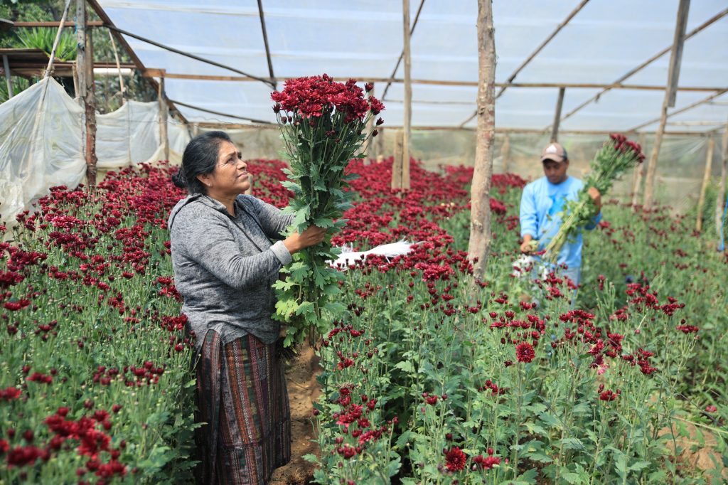 Apoyo a productores de flores en San Juan Sacatepéquez impulsa su ...