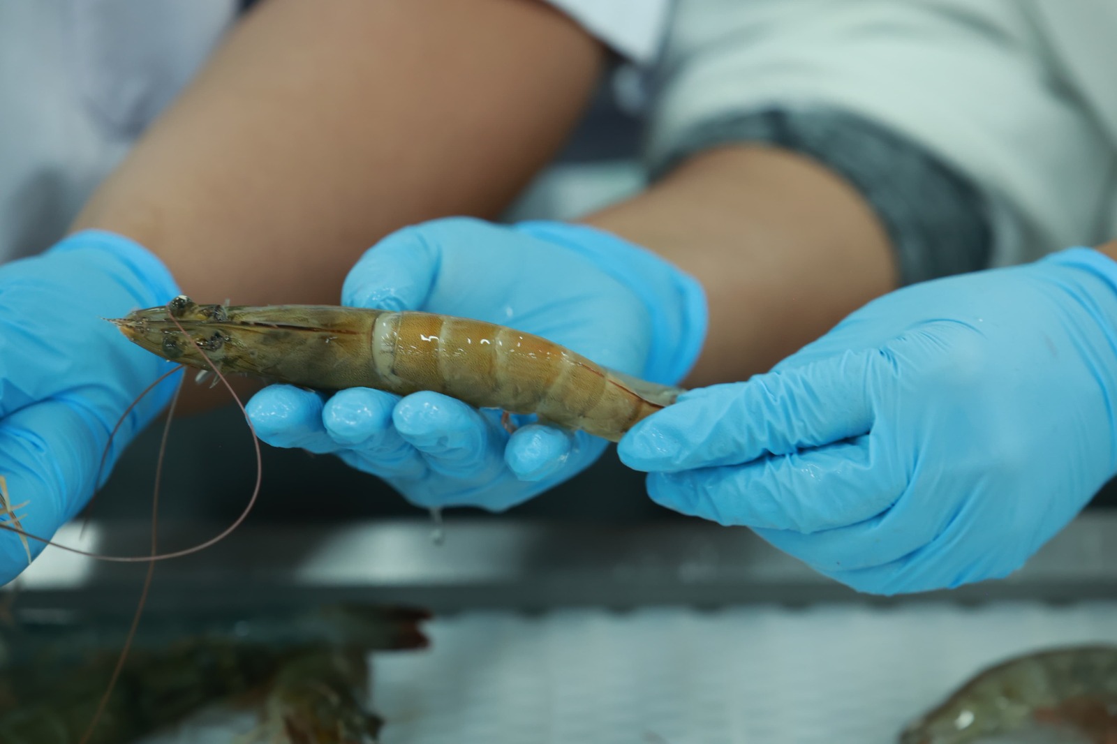 Guatemala busca exportar camarón a Brasil - Ministerio de Agricultura ...