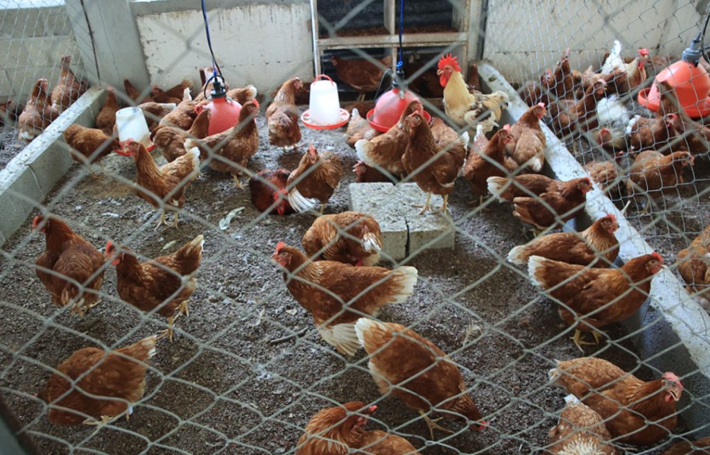 La crianza de Aves de traspatio permite avanzar hacia la autosuficiencia alimentaria ...