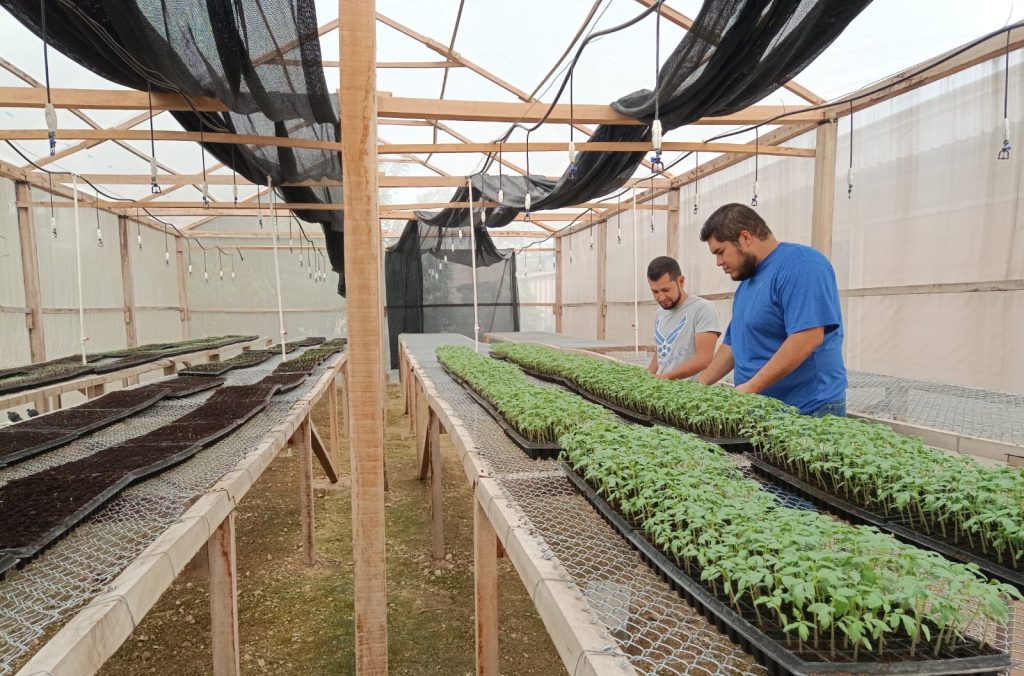 Producción de pilones y diversificación de cultivos contribuyen al ...