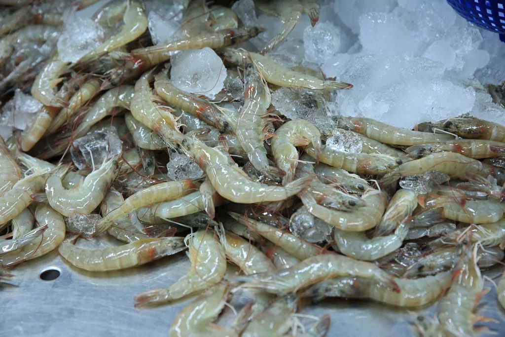 Visitan plantas de cultivo y procesamiento de camarón - Ministerio de ...