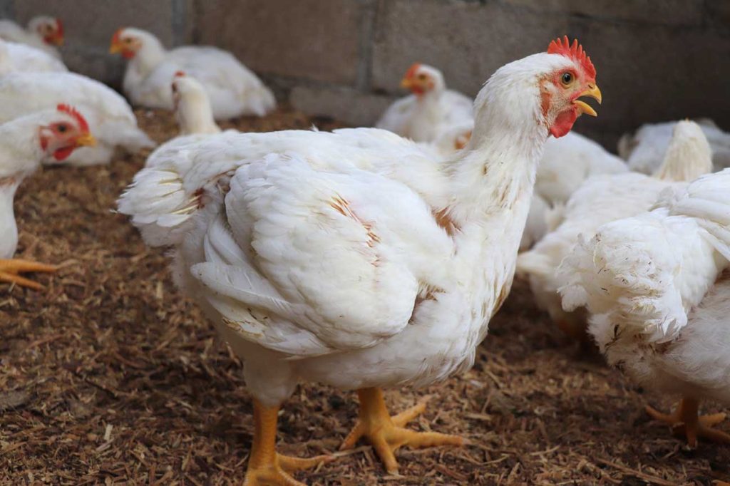 Avicultores aprenden manejo profiláctico de pollos de engorde ...