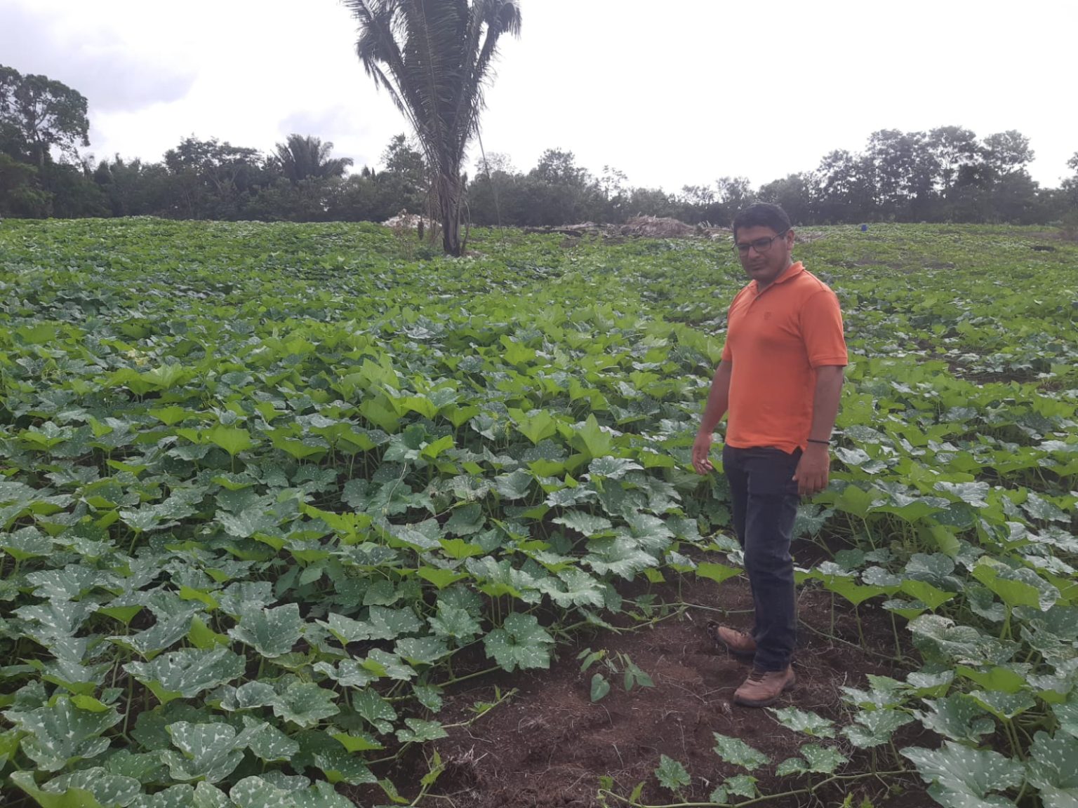 Brindan asistencia técnica a productores de Santa Ana, Petén - Ministerio de Agricultura ...