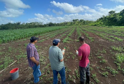 Brindan asistencia técnica a productores de sandía - Ministerio de Agricultura Ganadería y ...