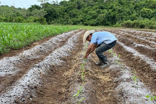 Brindan asistencia técnica en La Libertad, Petén - Ministerio de Agricultura Ganadería y ...