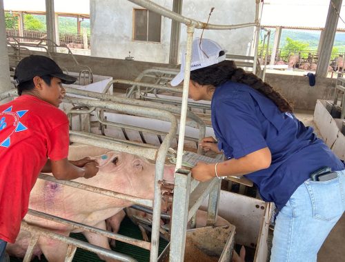 Brindan asistencia técnica en Melchor de Mencos - Ministerio de Agricultura Ganadería y Alimentación