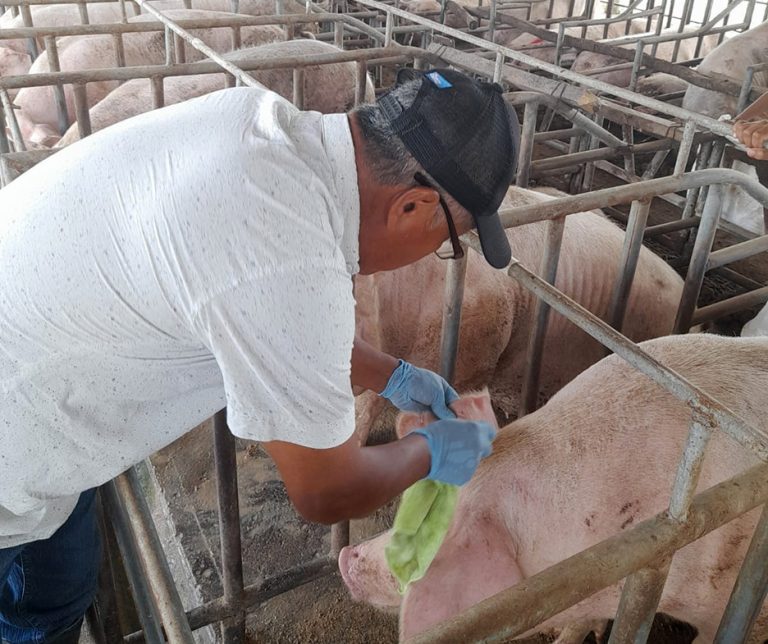 Brindan asistencia técnica en Melchor de Mencos - Ministerio de Agricultura Ganadería y Alimentación