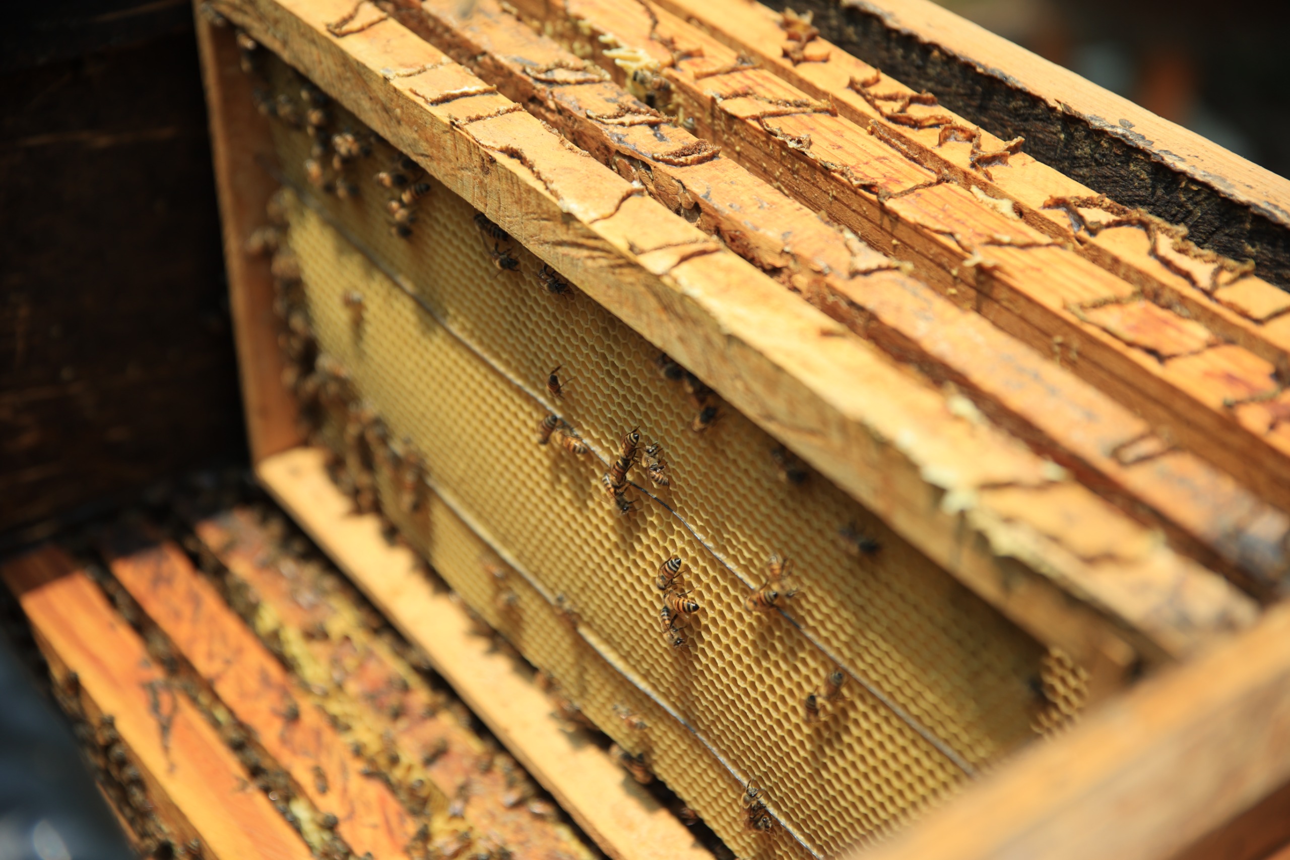 Apicultura Ministerio De Agricultura Ganadería Y Alimentación