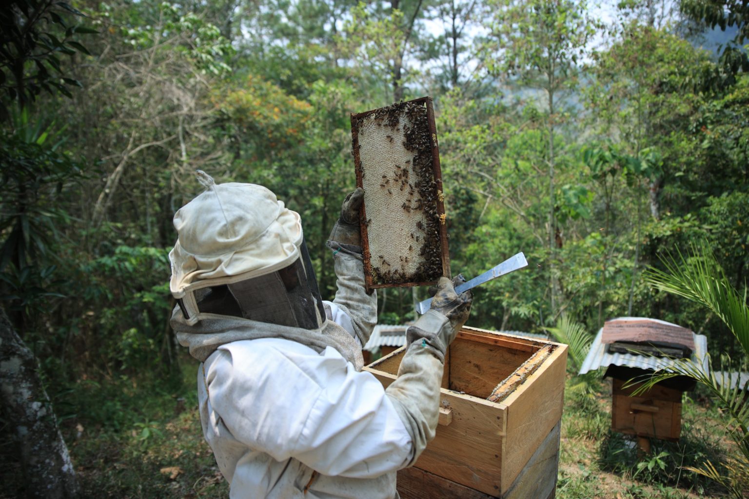 Apicultura - Ministerio de Agricultura Ganadería y Alimentación