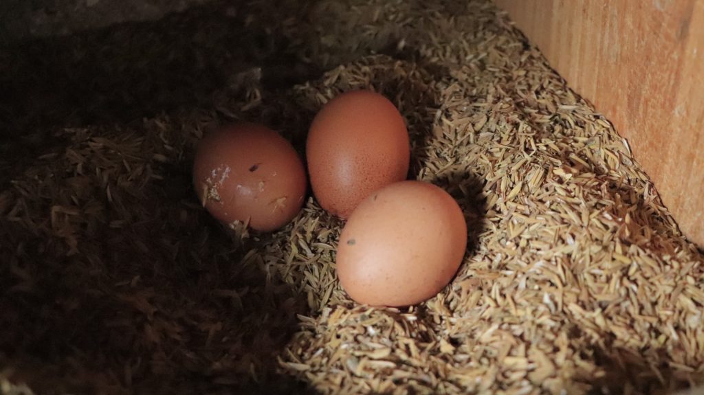 Beneficios del huevo - Ministerio de Agricultura Ganadería y Alimentación