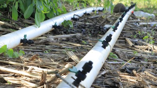 Beneficios del riego por goteo - Ministerio de Agricultura Ganadería y Alimentación