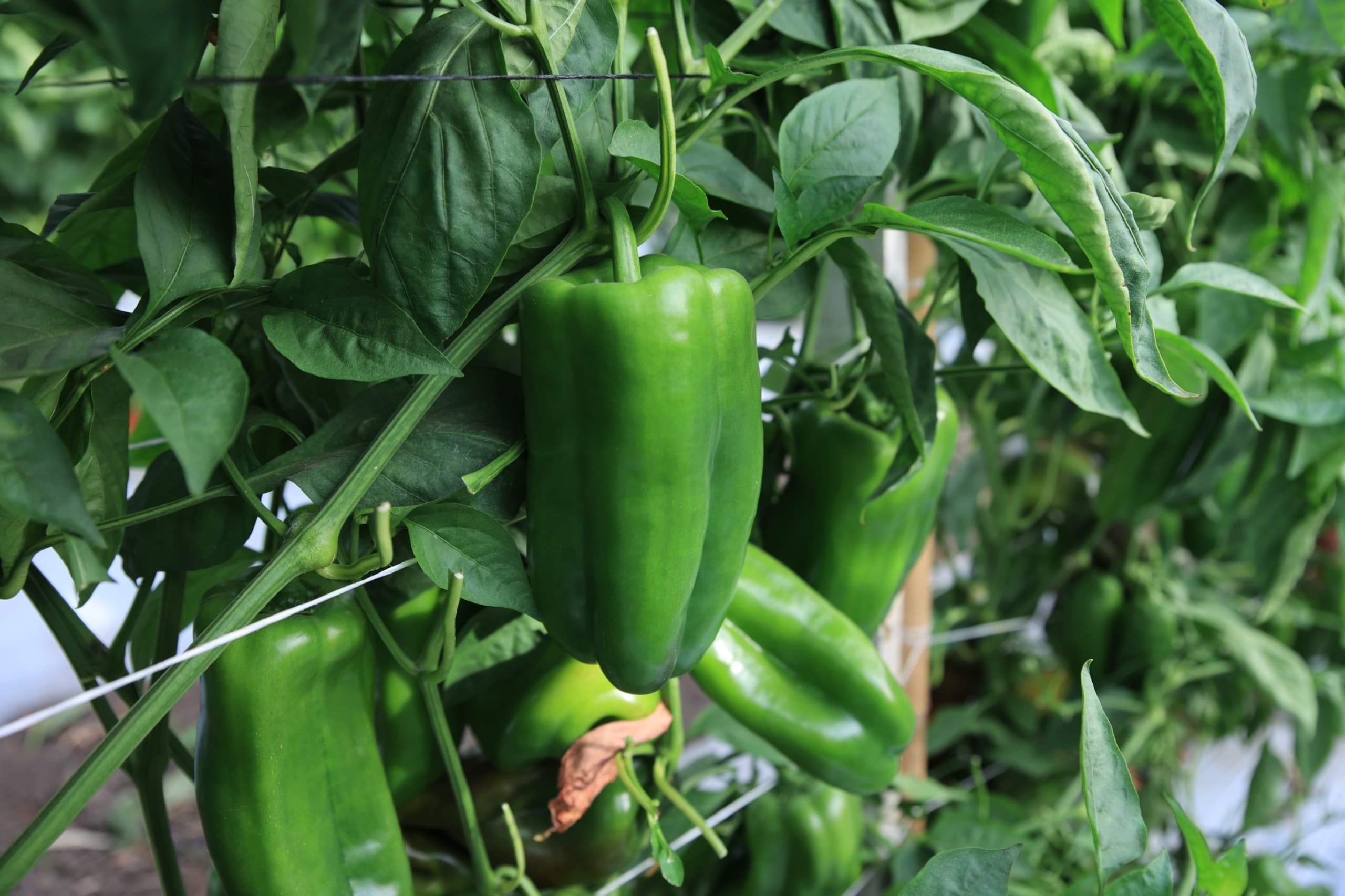 Conozca el cultivo de chile pimiento - Ministerio de Agricultura ...