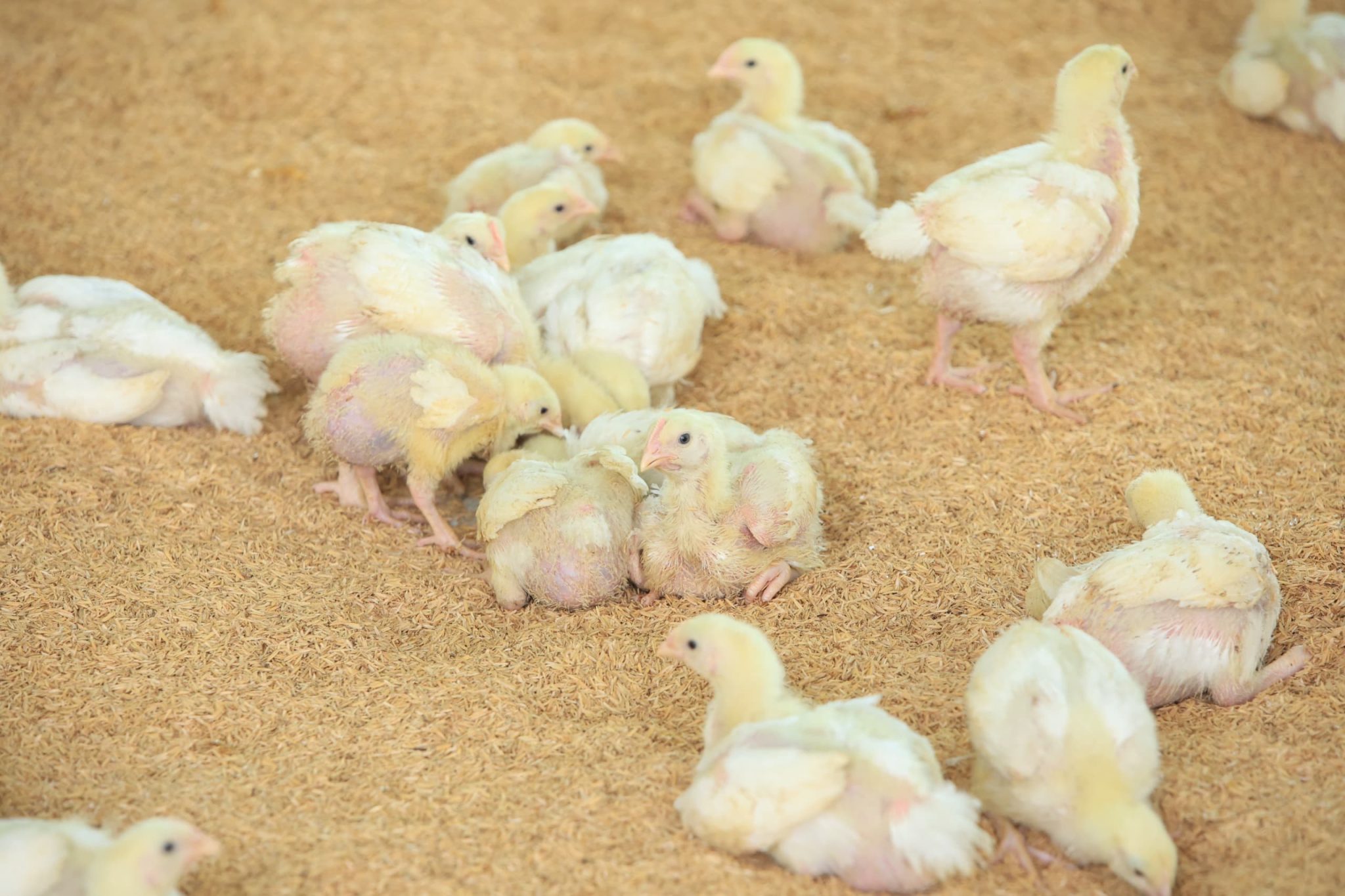 Crianza de pollo de engorde - Ministerio de Agricultura Ganadería y ...