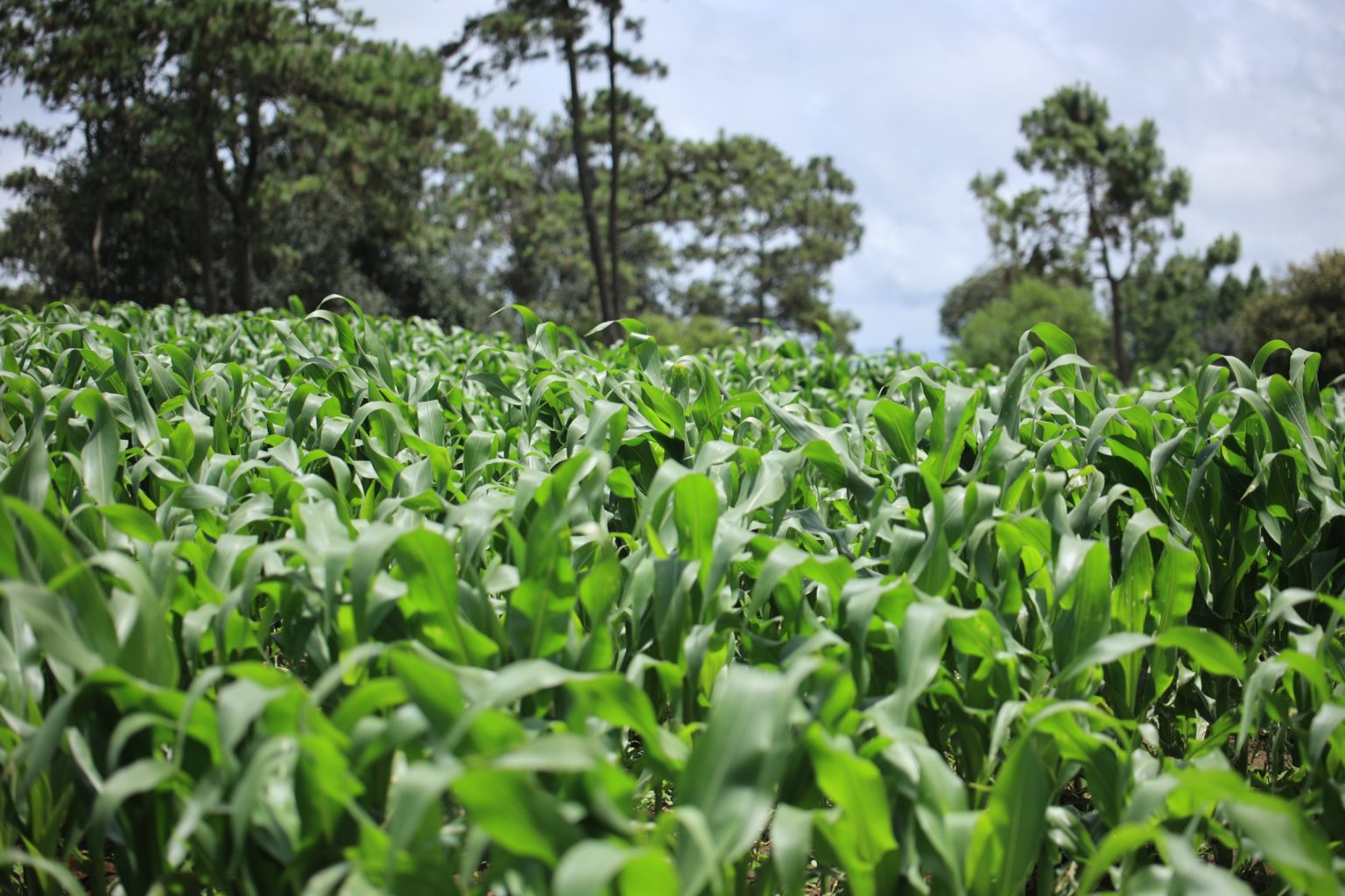 El Sistema Milpa - Ministerio de Agricultura Ganadería y Alimentación