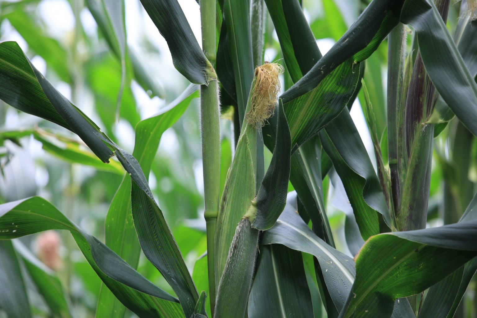 El Sistema Milpa - Ministerio de Agricultura Ganadería y Alimentación