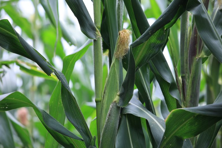 El Sistema Milpa - Ministerio de Agricultura Ganadería y Alimentación
