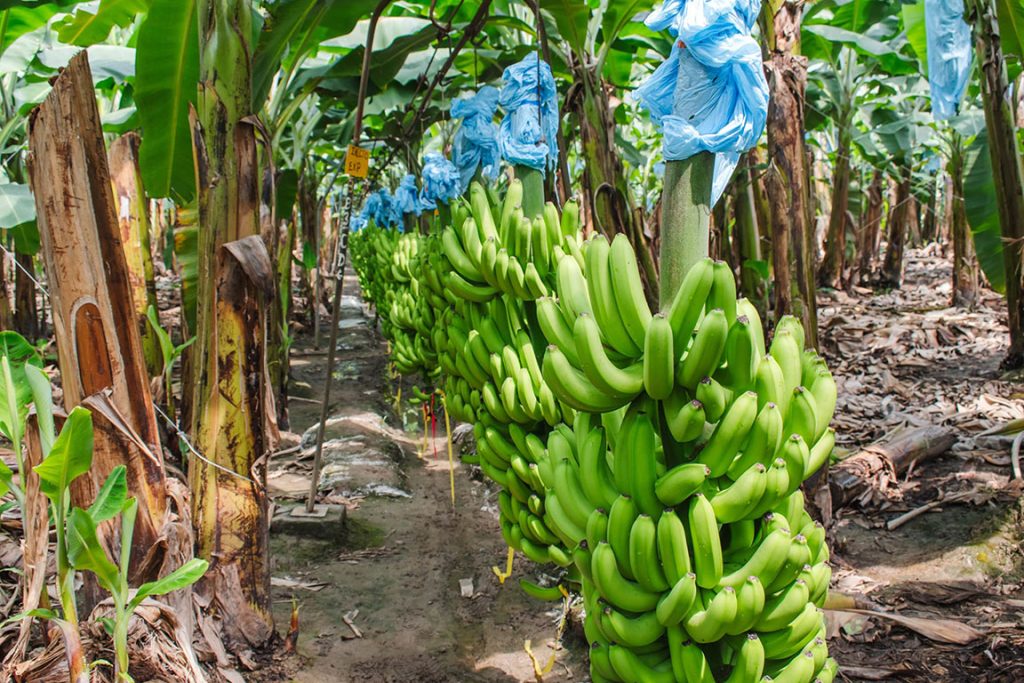 El banano - Ministerio de Agricultura Ganadería y Alimentación