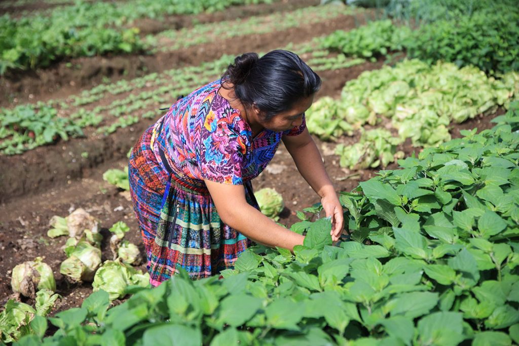 El bledo no es una maleza sino una fuente de fibra, proteínas y ...