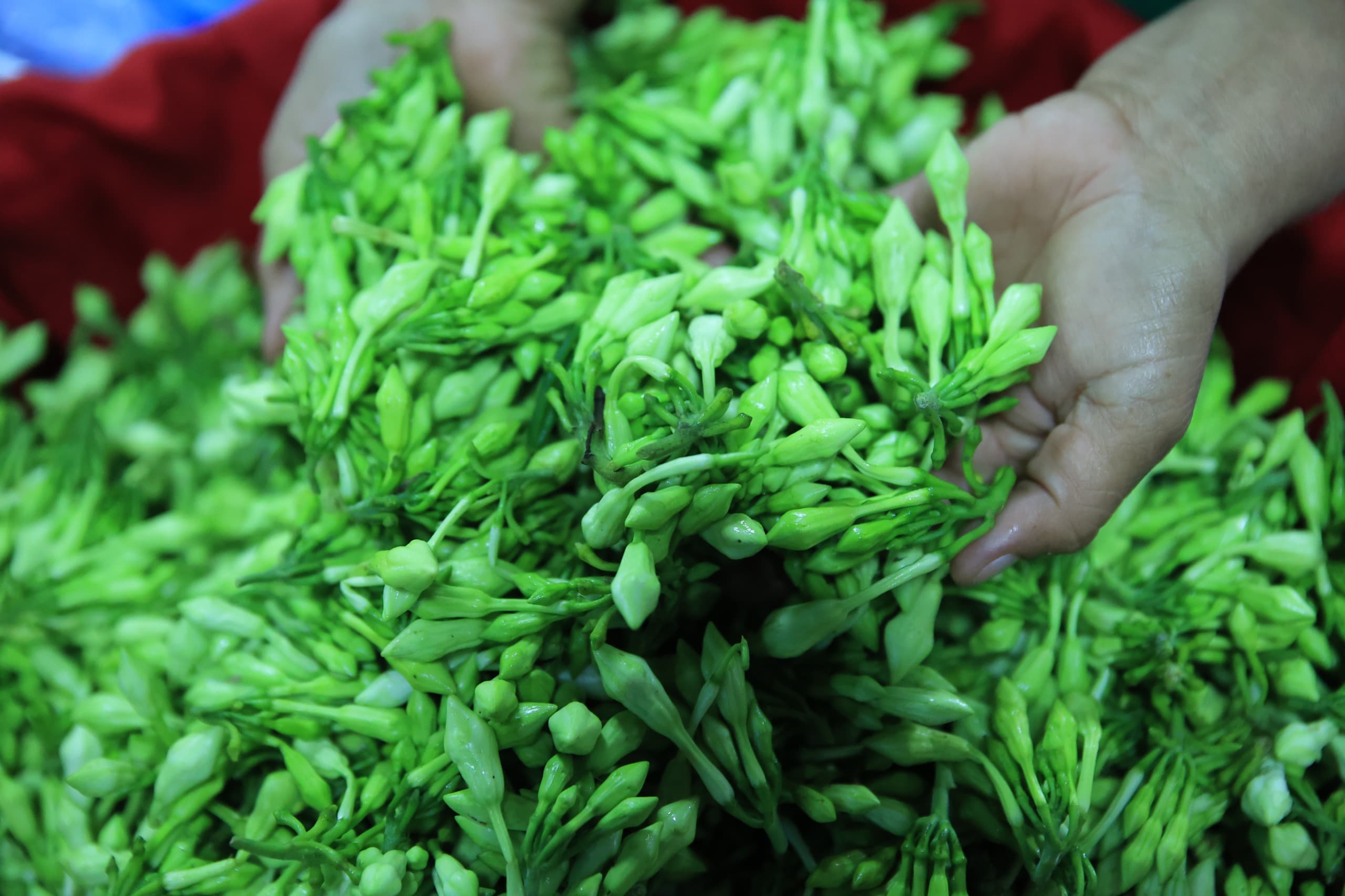 El loroco es una planta muy apreciada - Ministerio de Agricultura ...