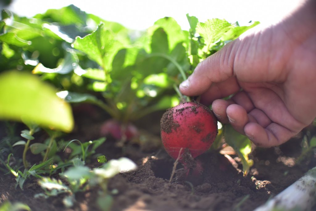 El rábano una hortaliza de grandes beneficios - Ministerio de ...