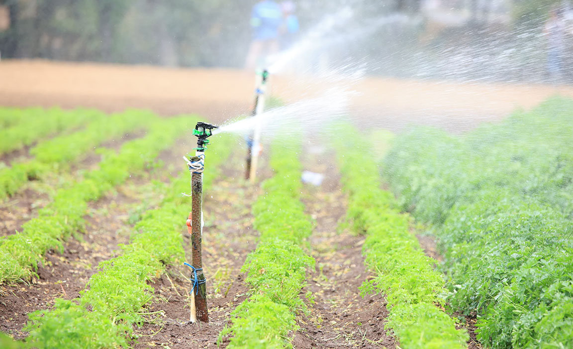 El riego por aspersión simula la lluvia - Ministerio de Agricultura Ganadería y Alimentación