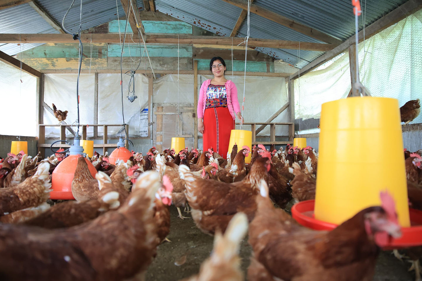 Gallinas Ponedoras - Ministerio de Agricultura Ganadería y Alimentación
