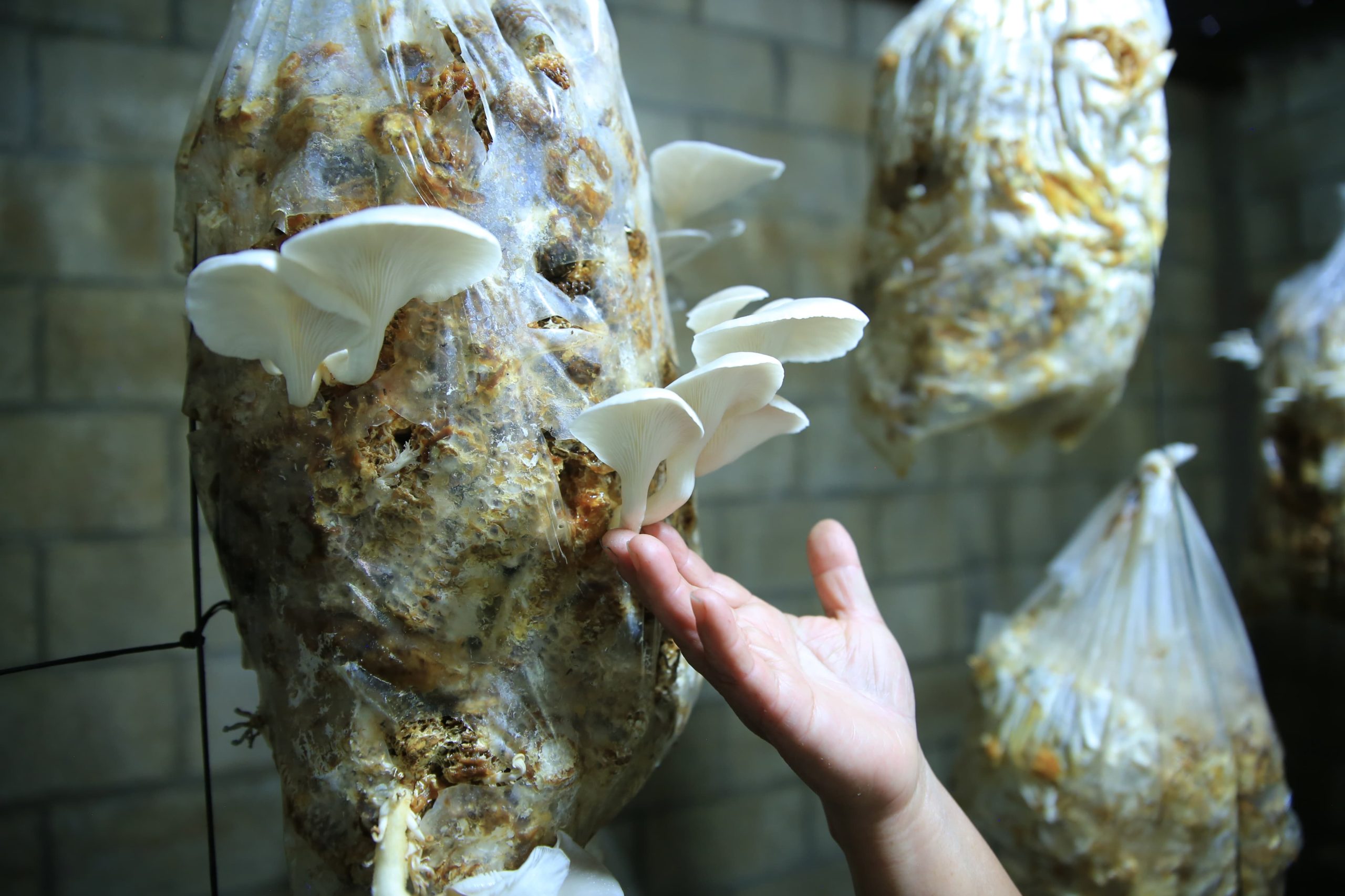 Hongos Ostra Hongos Ostra Ministerio De Agricultura Ganadería Y