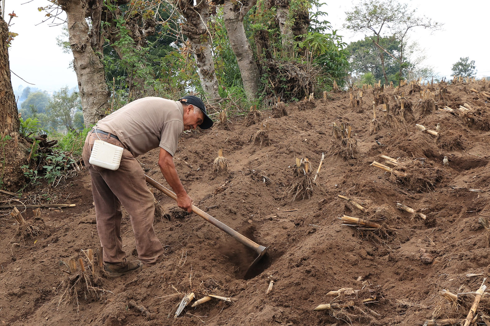 La siembra del maíz - Ministerio de Agricultura Ganadería y Alimentación