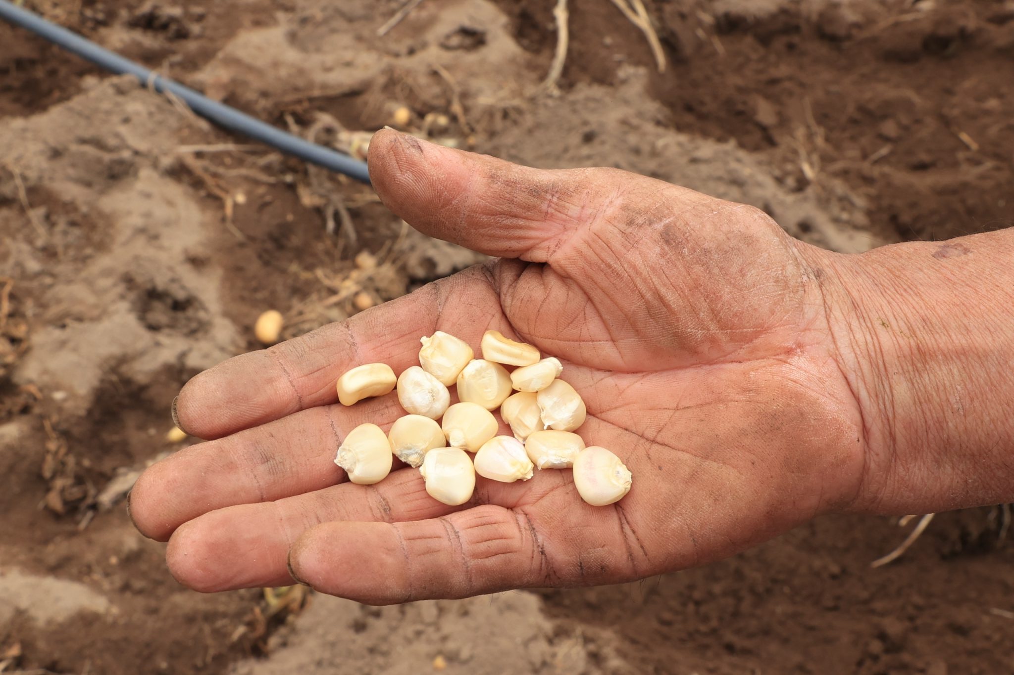 La siembra del maíz - Ministerio de Agricultura Ganadería y Alimentación