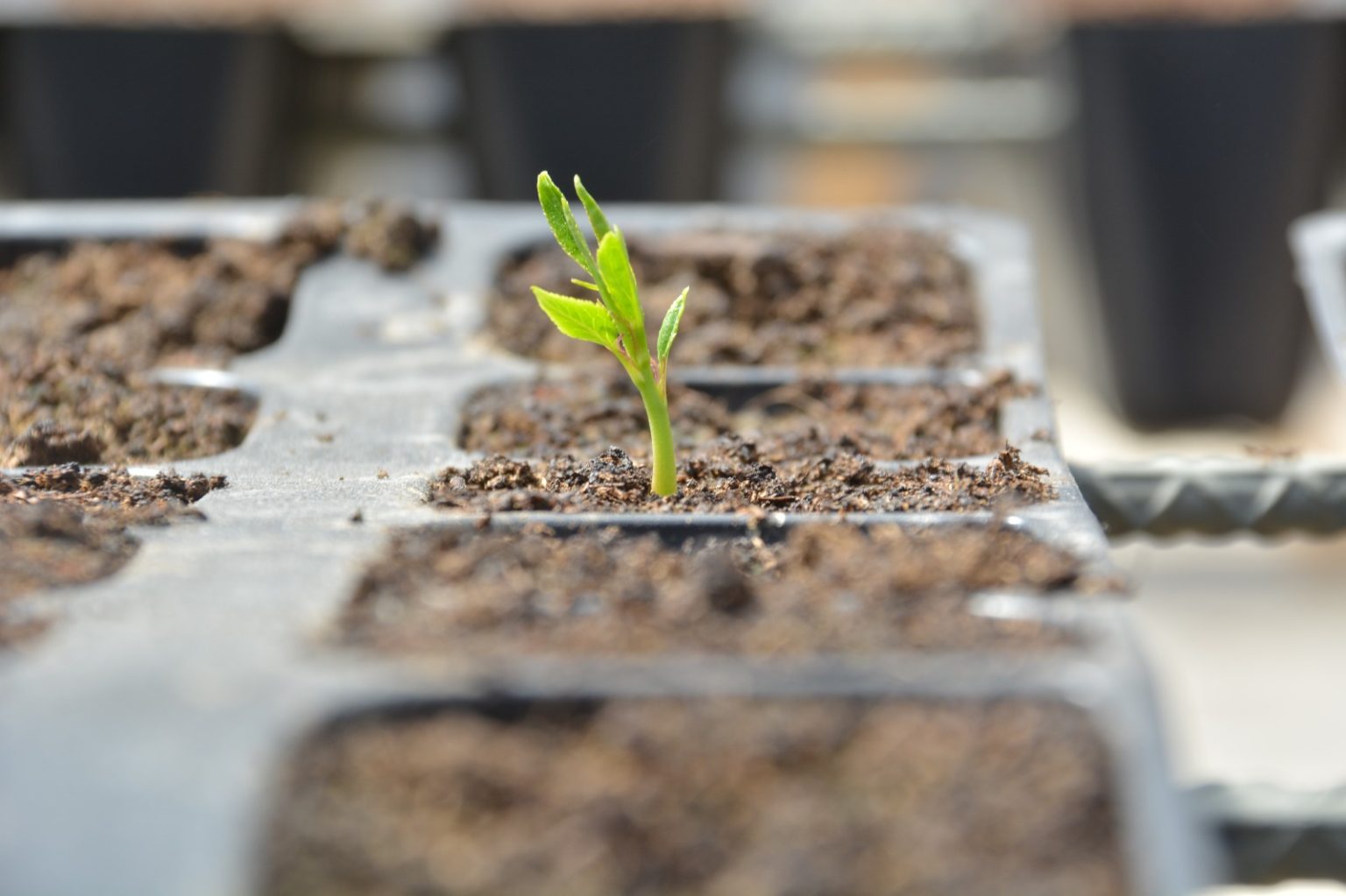 Pilón - Ministerio de Agricultura Ganadería y Alimentación