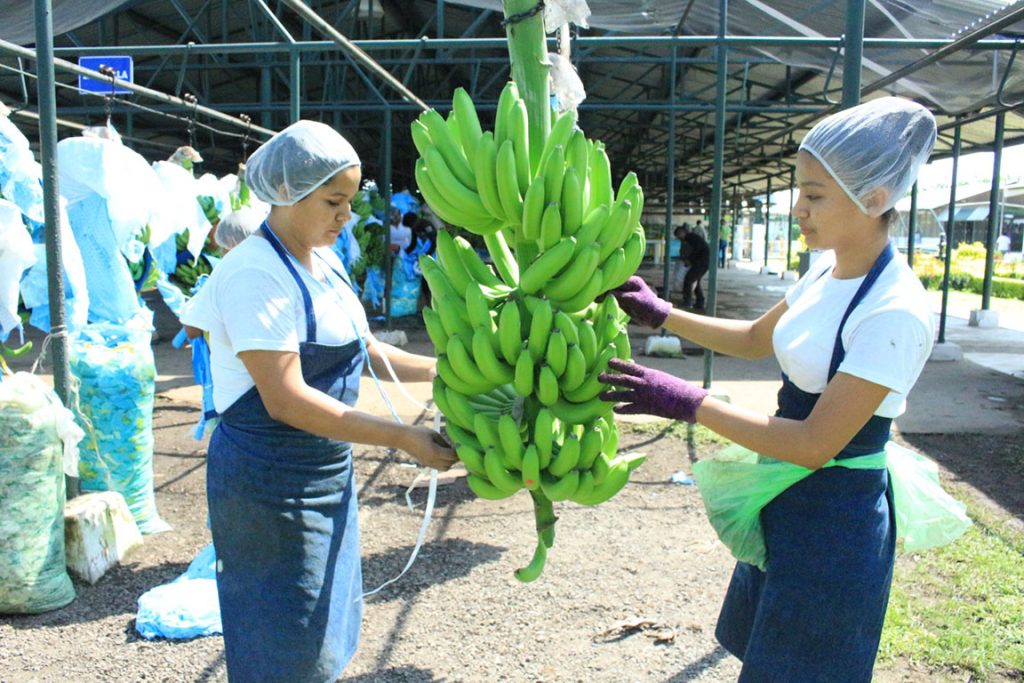 Proceso para la plantación de musáceas (banano y plátano) - Ministerio ...