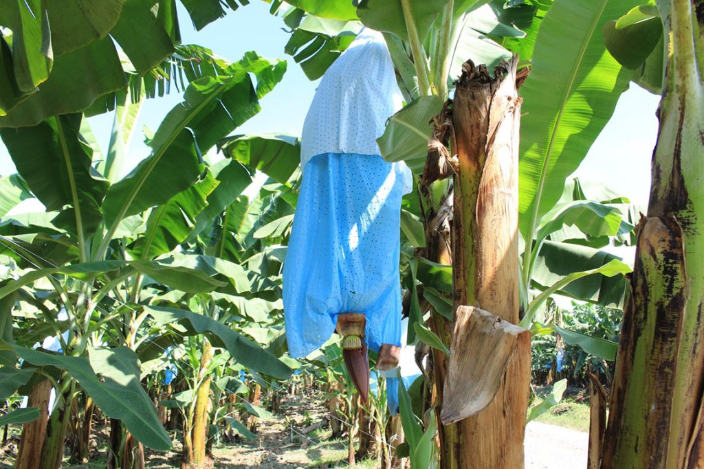 Proceso para la plantación de musáceas (banano y plátano) - Ministerio ...