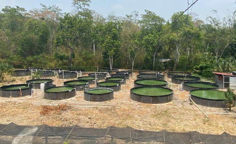 Producción de alevines - Ministerio de Agricultura Ganadería y Alimentación