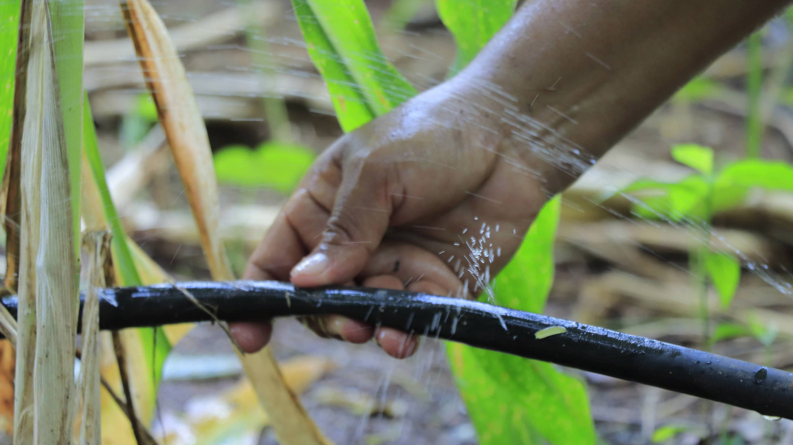 Riego por goteo @magaguatemala El riego por goteo impulsa a la ...