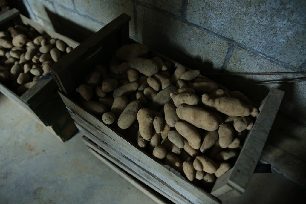 Semilla de papa - Ministerio de Agricultura Ganadería y Alimentación