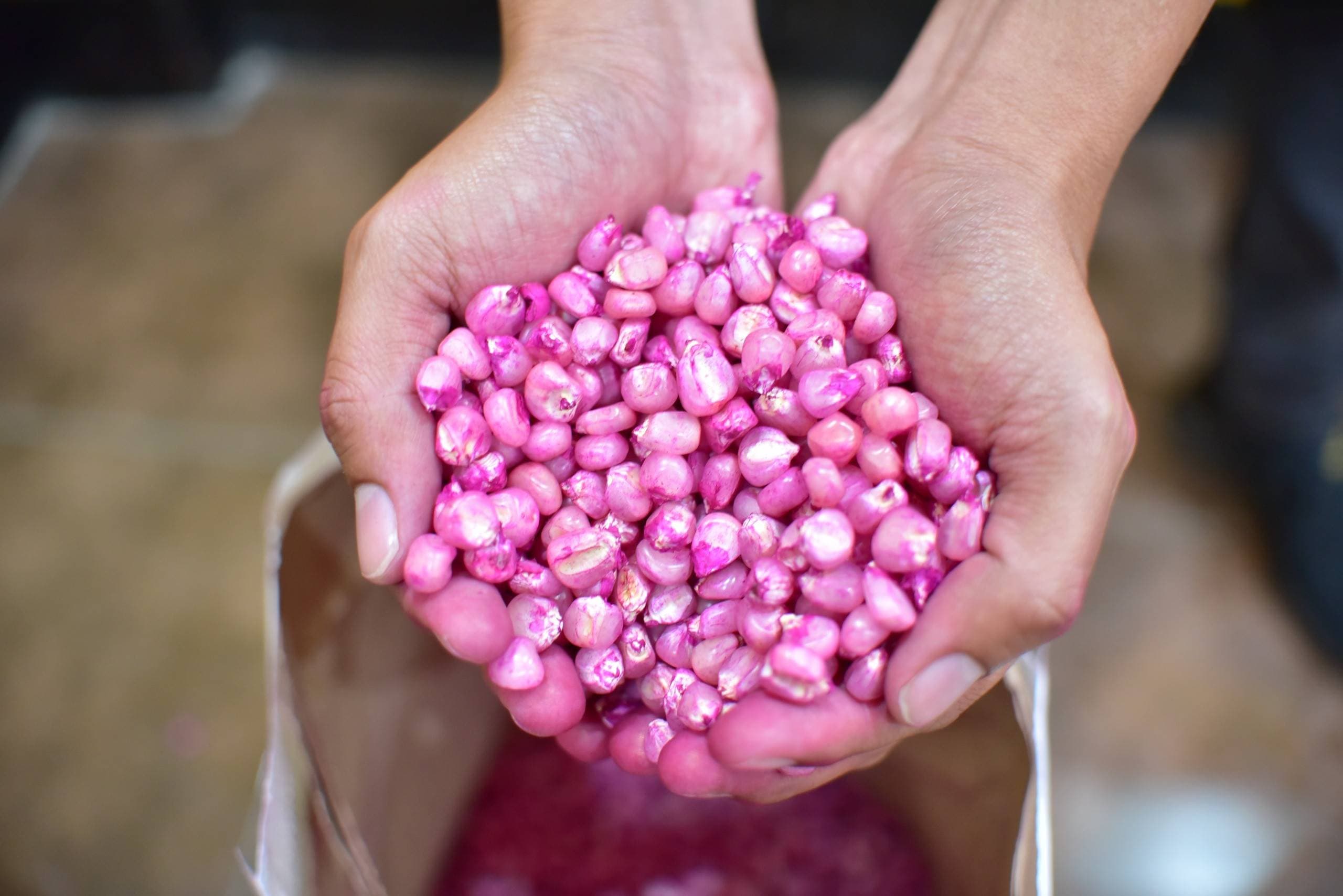 Semillas mejoradas - Ministerio de Agricultura Ganadería y Alimentación