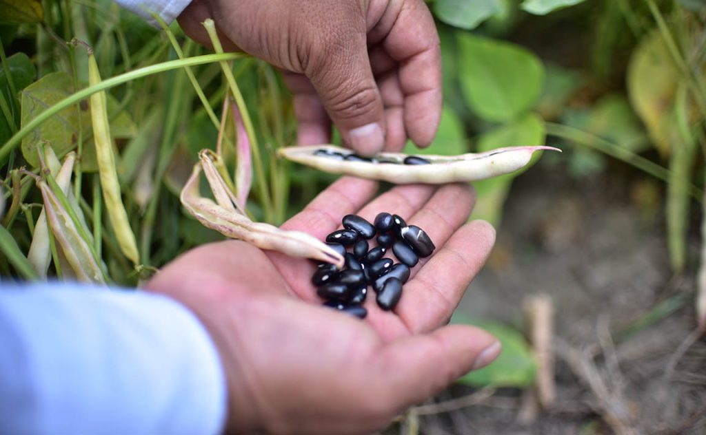 Conozca cuáles son las plantas leguminosas - Ministerio de Agricultura ...