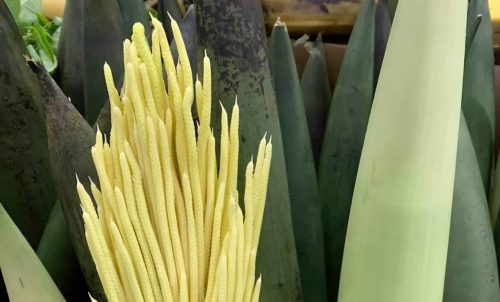 Conozca más acerca de la pacaya - Ministerio de Agricultura Ganadería y ...